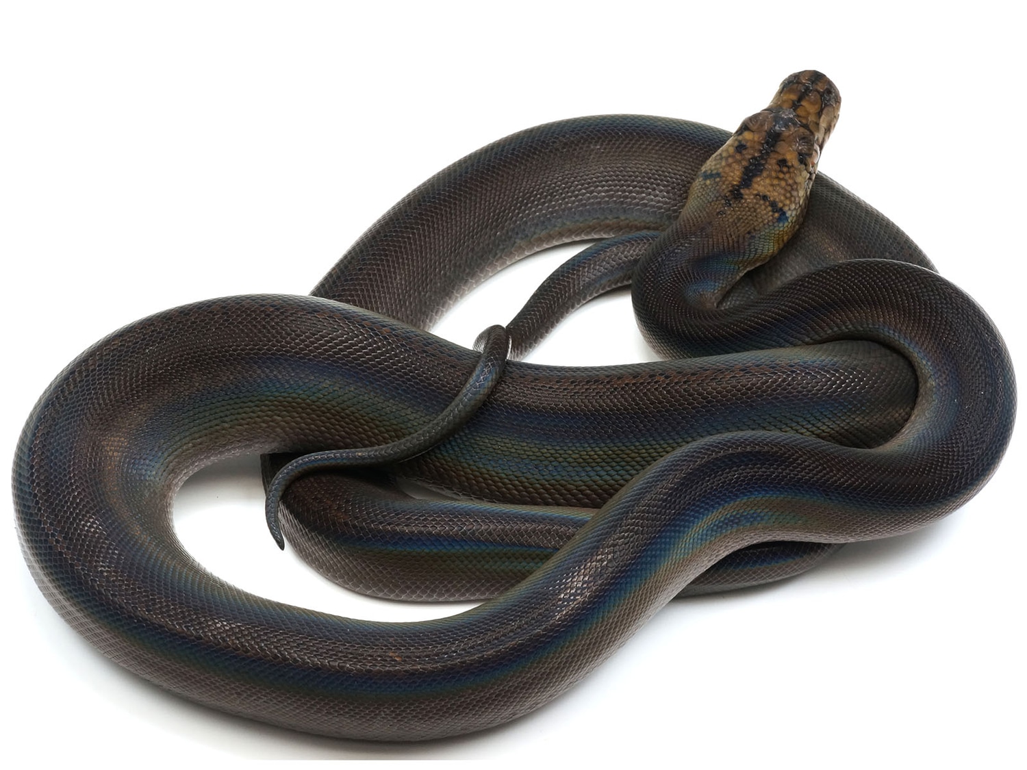 Golden Child Motley Het Albino Reticulated Python by New England ...