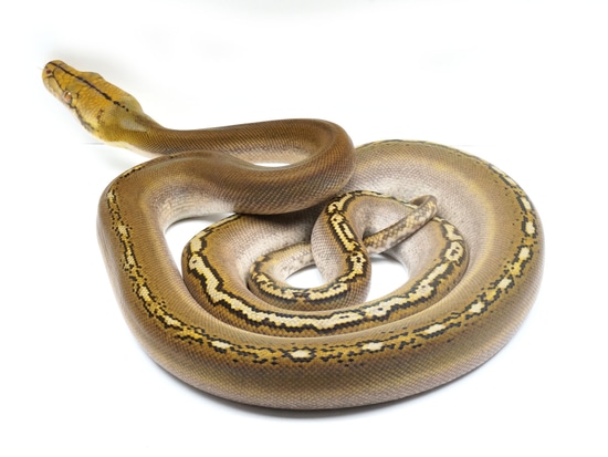 Phantom Het Albino Reticulated Python by New England Reptile Distributors