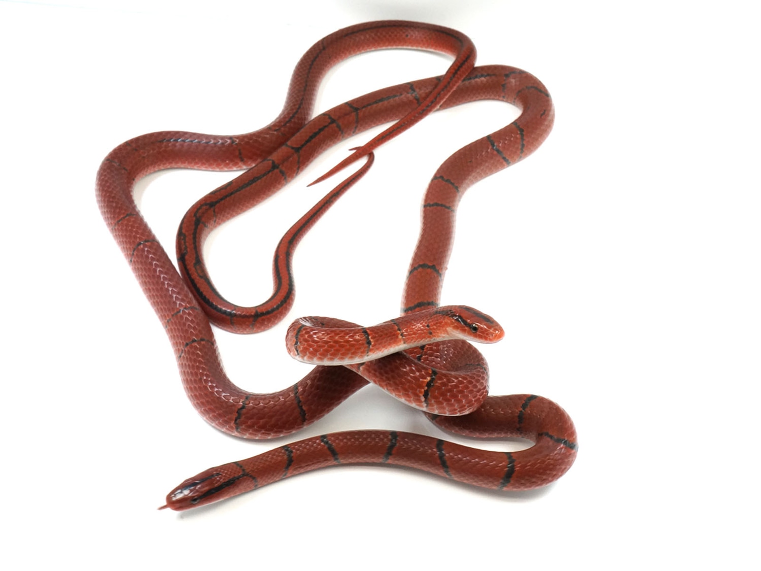 Breeding Pair Laticinctus Broadband Bamboo Rat Snake by New England ...