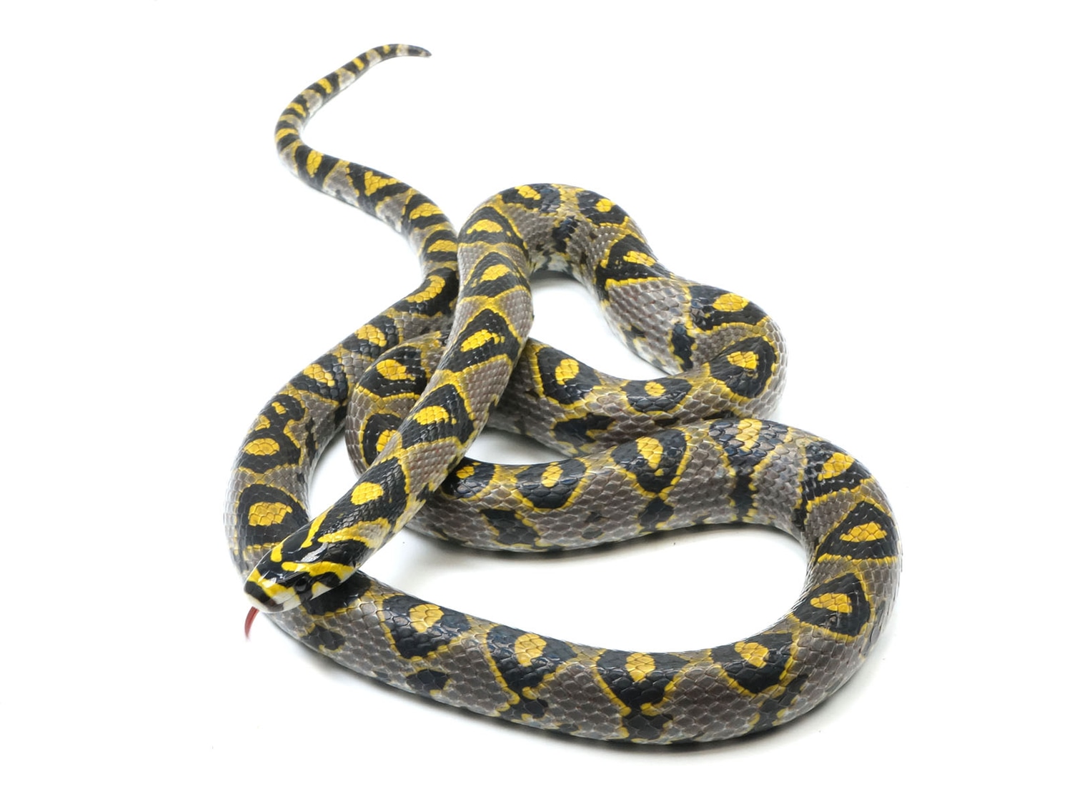 Breeder Yellow-Gray Mandarin Rat Snake by New England Reptile ...