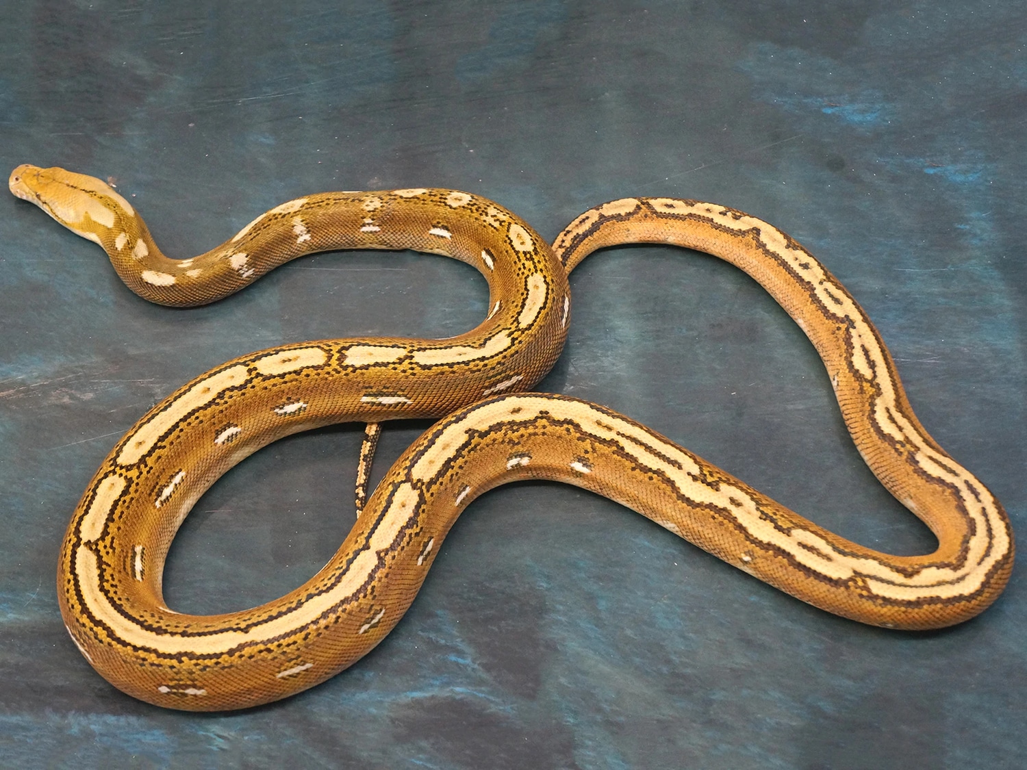 Orange Ghost Stripe Reticulated Python by New England Reptile ...