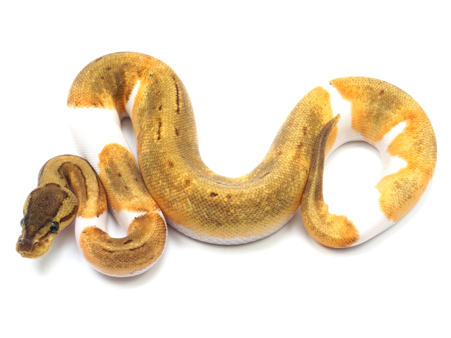 Enchi Pinstripe Piebald Ball Python by New England Reptile Distributors ...