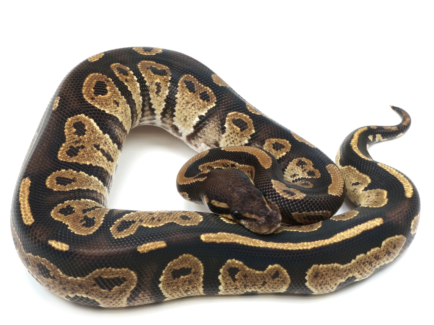 Blackhead Fire + Ball Python by New England Reptile Distributors ...