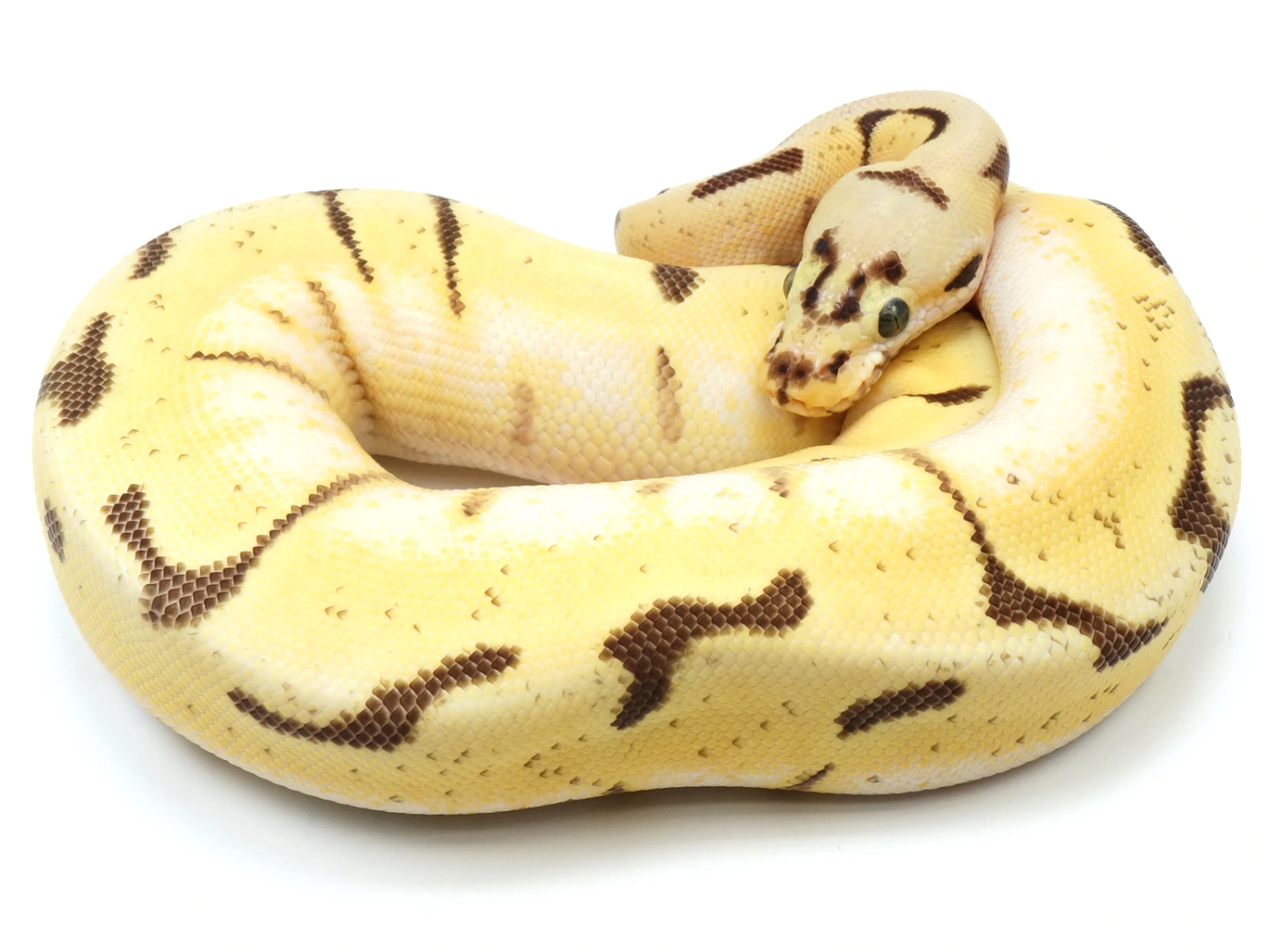Enchi Bald Ball Python by New England Reptile Distributors - MorphMarket