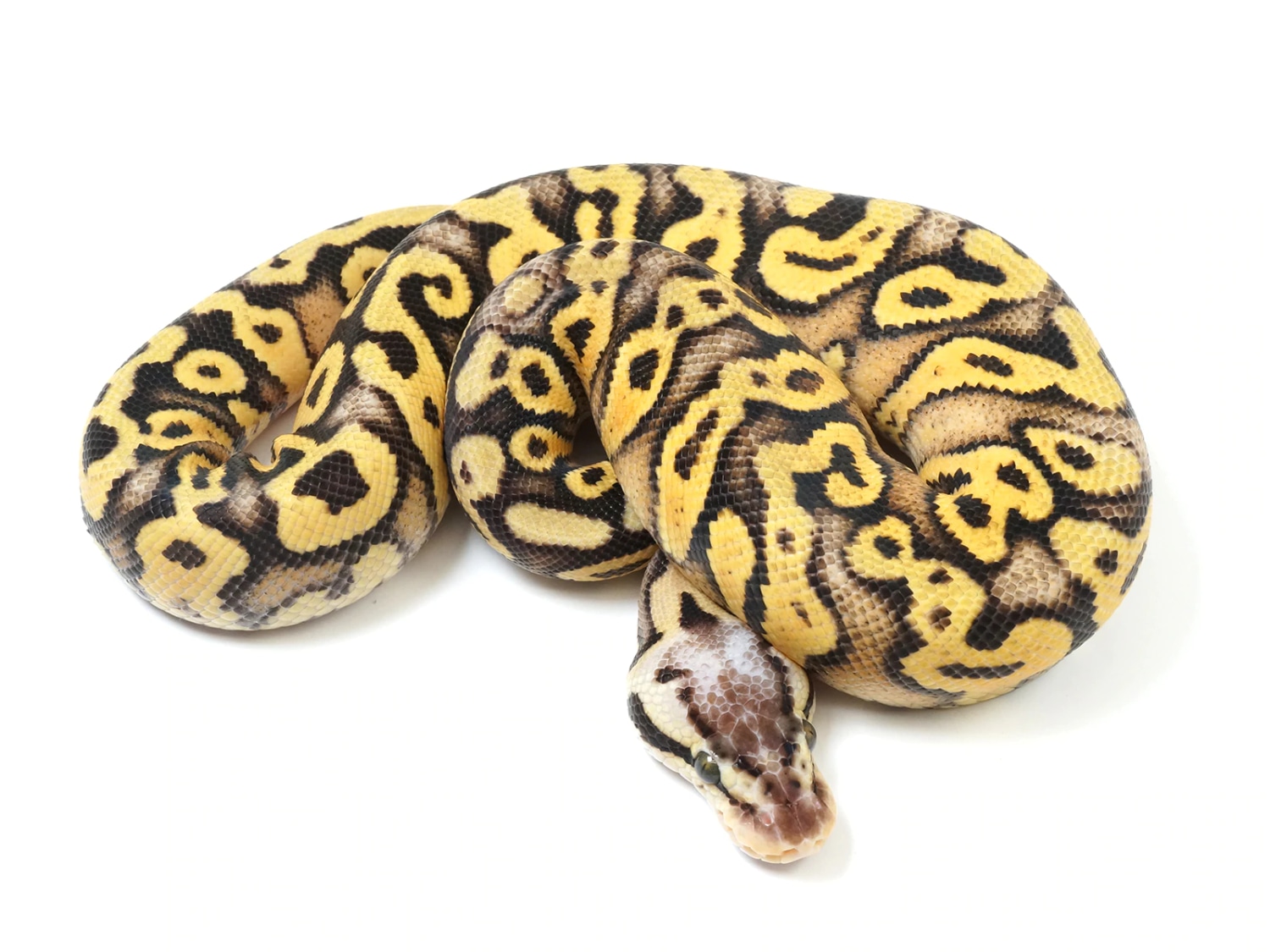 Super Pastel Lucifer Yellowbelly Het Desert Ghost Het Clown Ball Python ...