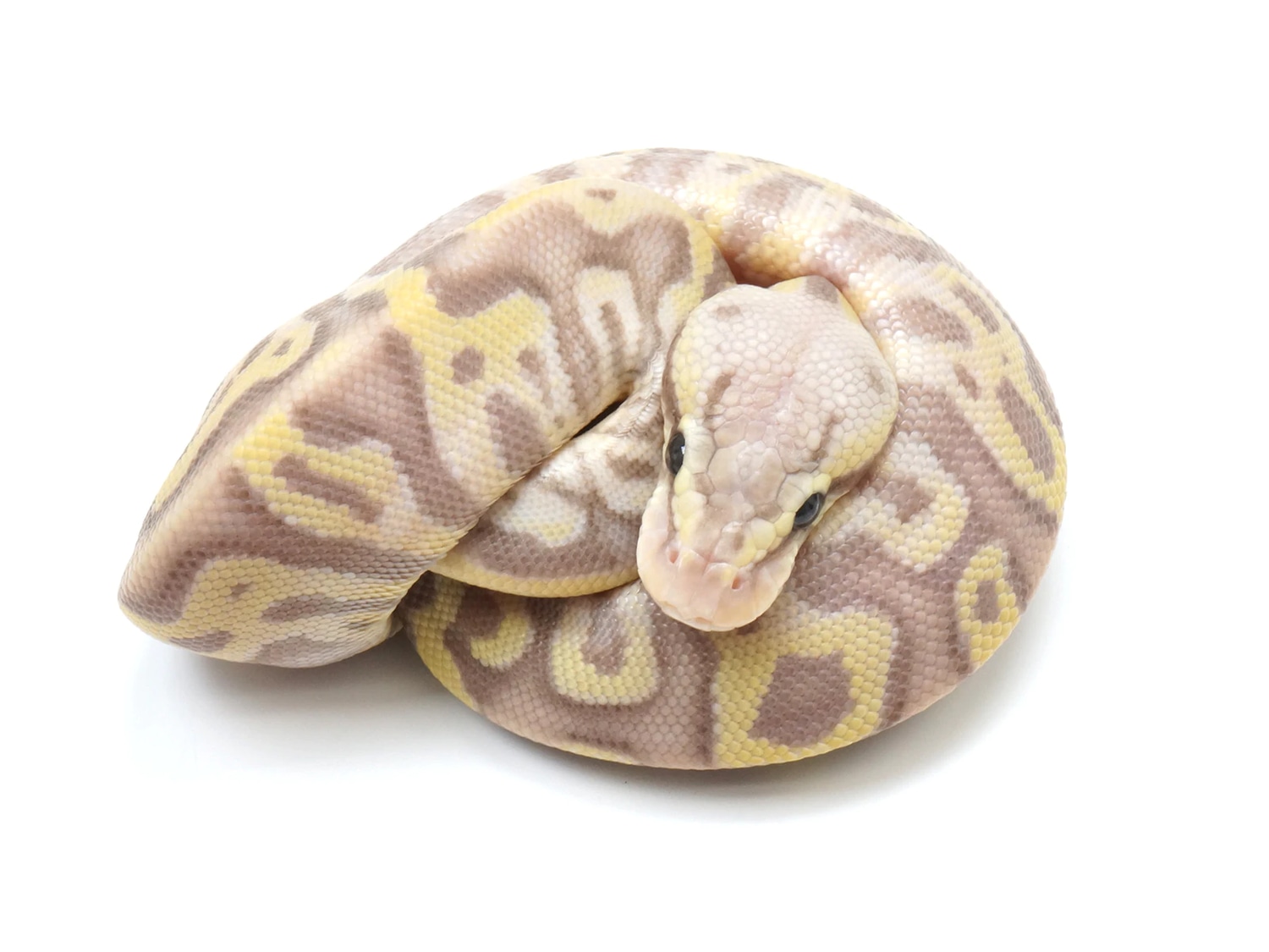 Pastel Leopard Coral Glow Het. Axanthic Ball Python by New England ...