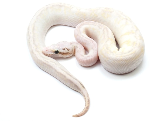 Super Pastel Freeway + Ball Python by NERD