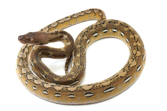 50% Kayuadi Platinum Possible Het. Anerythristic Reticulated Python by NERD