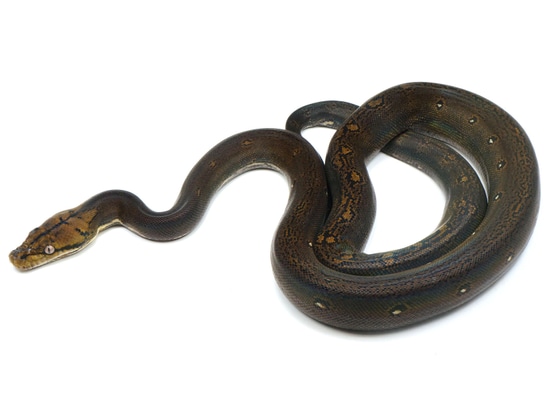 Golden Child Het. Orange Ghost Stripe Granite Back Reticulated Python by NERD