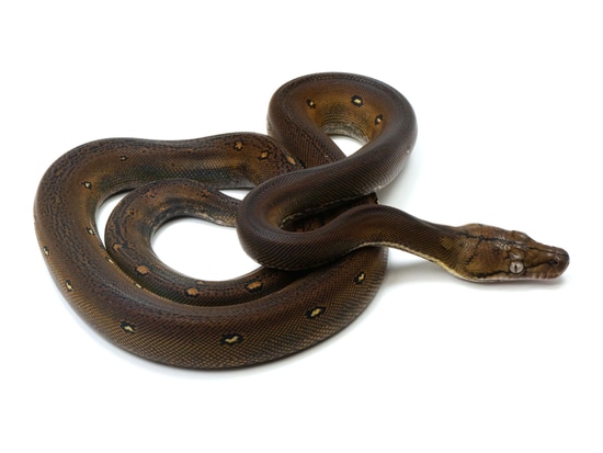 Golden Child Phantom Granite Back Reticulated Python by NERD