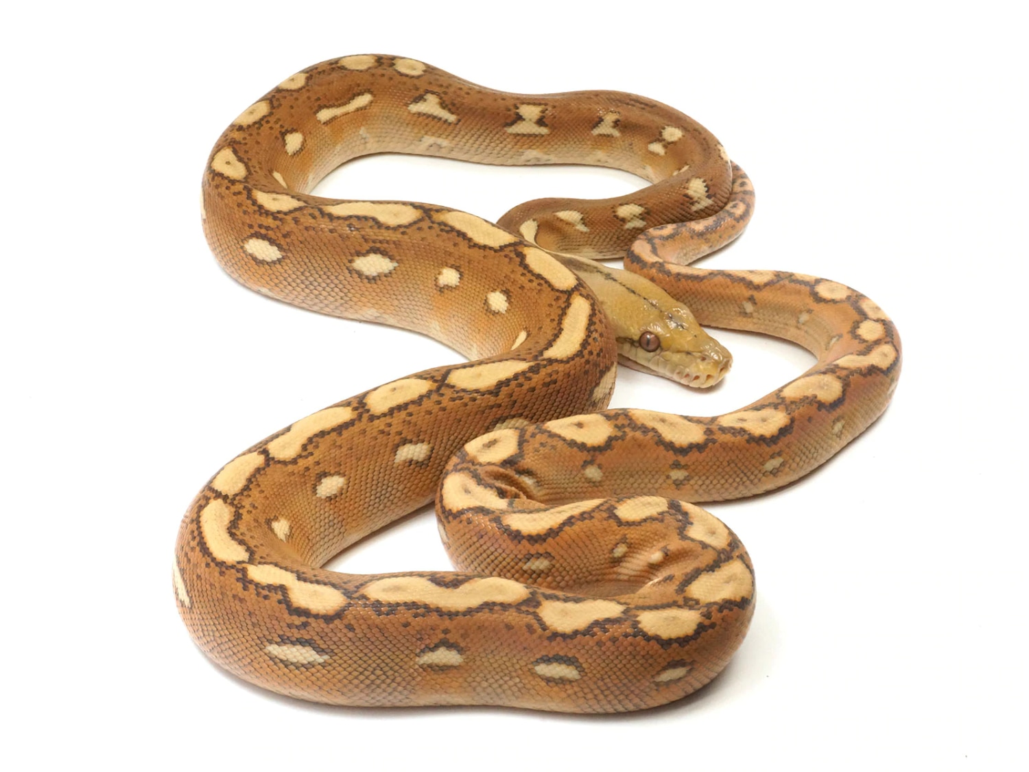 Orange Ghost Stripe Granite Back Reticulated Python by New England ...