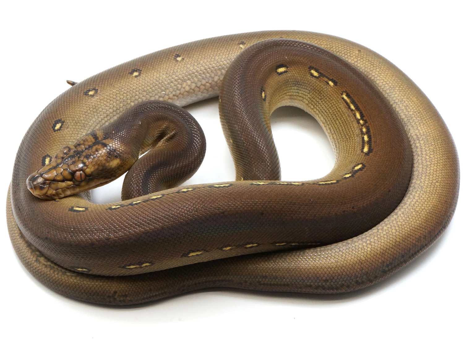 Golden Child Phantom Granite Back Reticulated Python by New England ...