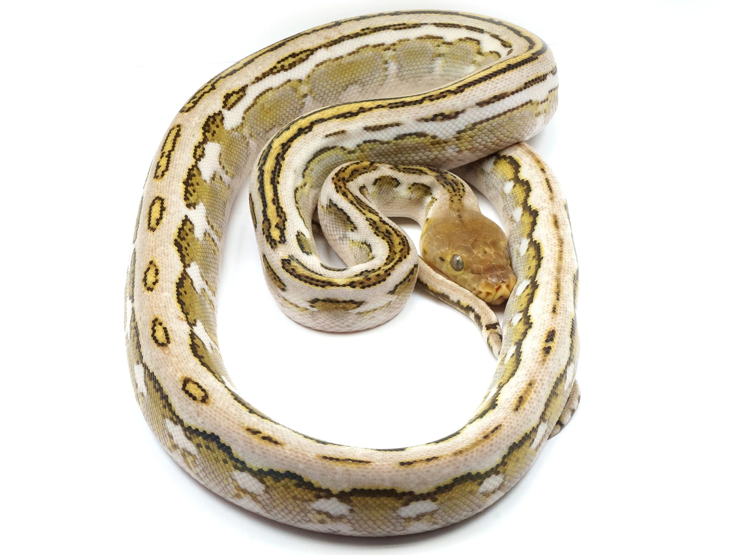 Jaguar Phantom Reticulated Python by New England Reptile Distributors ...