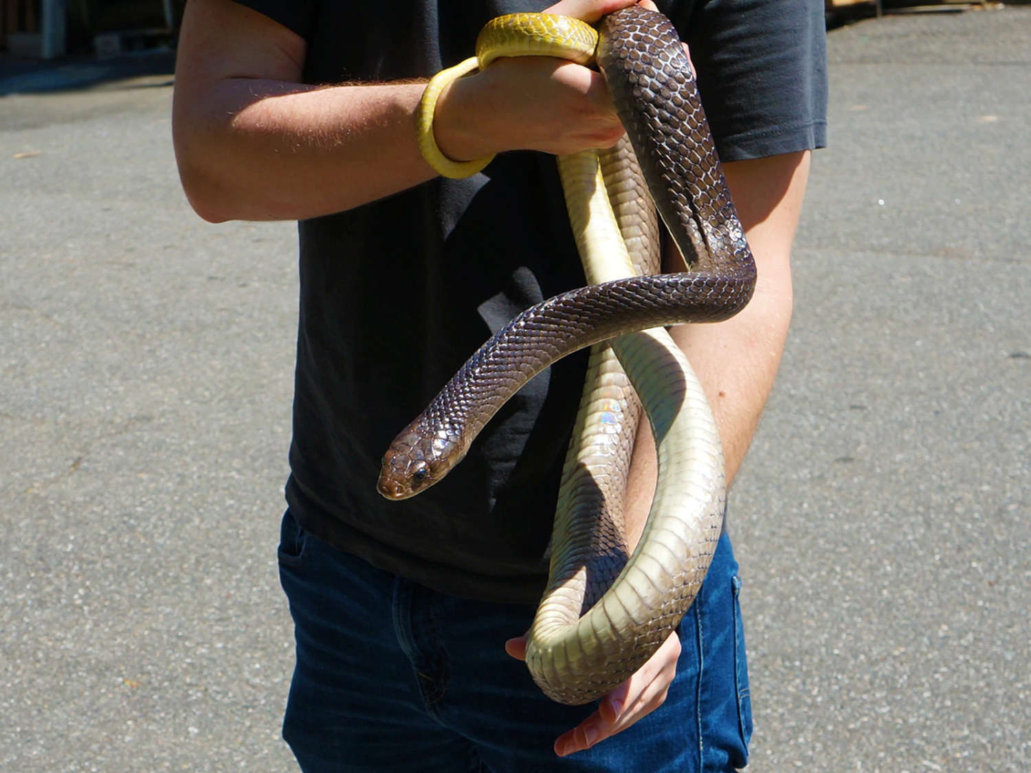 Established Yellow Tailed Cribo More Colubrid by New England Reptile ...