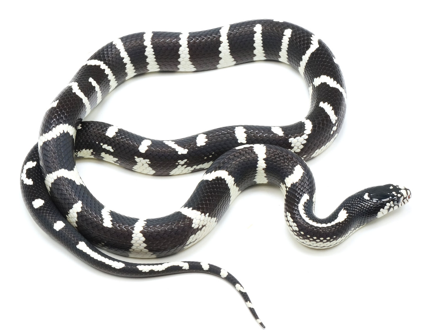 Aberrant King Snake California Kingsnake by New England Reptile ...