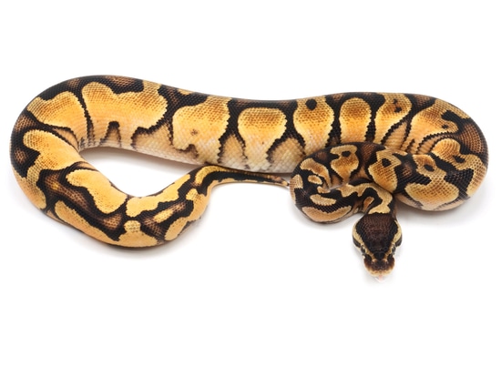 Orange Dream Enchi Yellowbelly/Spector Ball Python by NERD