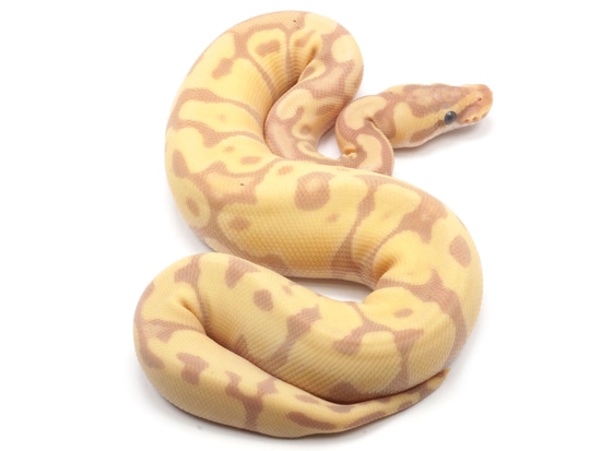 Coral Glow Enchi EMG Ball Python by NERD