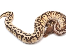Female Inferno Ball Python by New England Reptile Distributors ...