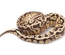 Female Inferno Ball Python by New England Reptile Distributors ...