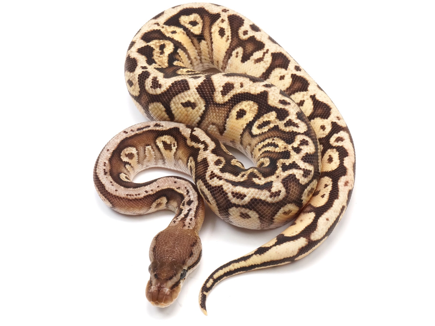 Female Inferno Ball Python by New England Reptile Distributors ...