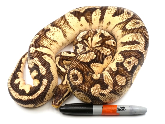 Pastel Lucifer Yellowbelly Ball Python by NERD