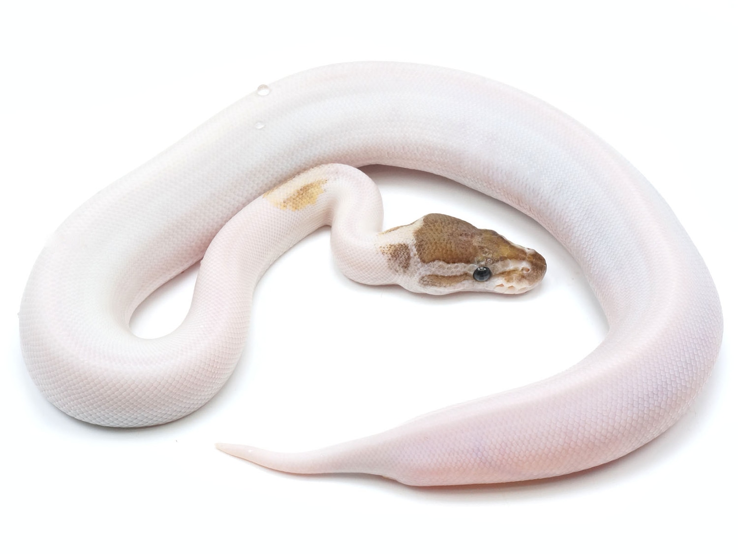 Mojave Pied + From Killer Ball Python by New England Reptile ...