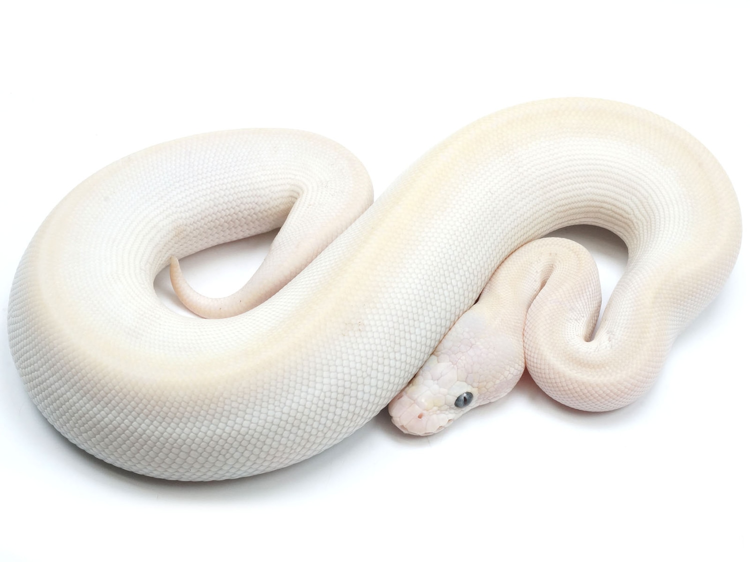 Blue Eyed Leucistic Combo Ball Python by New England Reptile ...