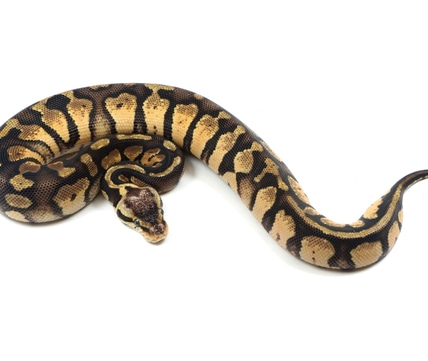 Super Pastel Crypton Hidden Gene Woma Possible Yellowbelly Possible Het ...