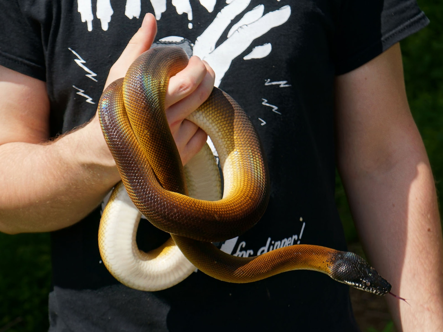 Northern White-lipped Python by New England Reptile Distributors ...