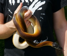 White-lipped Pythons for Sale - MorphMarket US & Canada