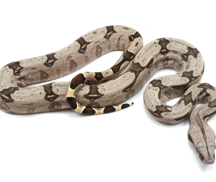 South Brazilian - Kerry King Stock Short-tailed Boa Constrictor by New ...
