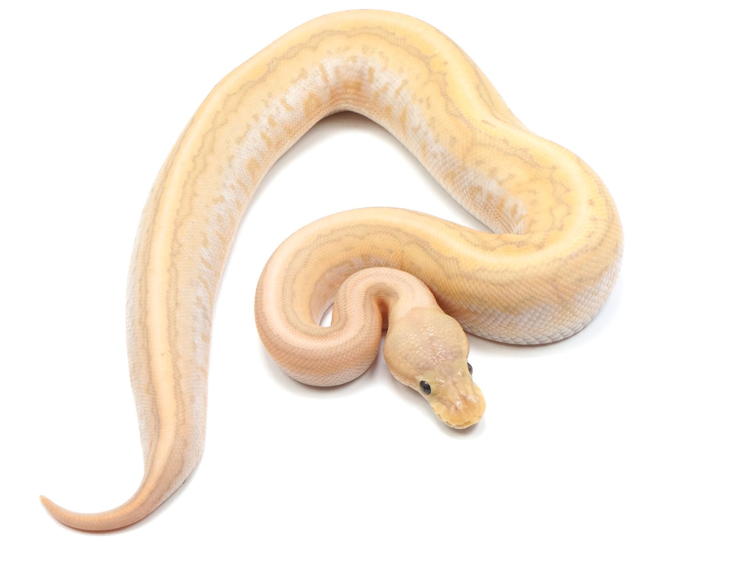 Coral Glow Cinnamon Pinstripe Ball Python by New England Reptile ...
