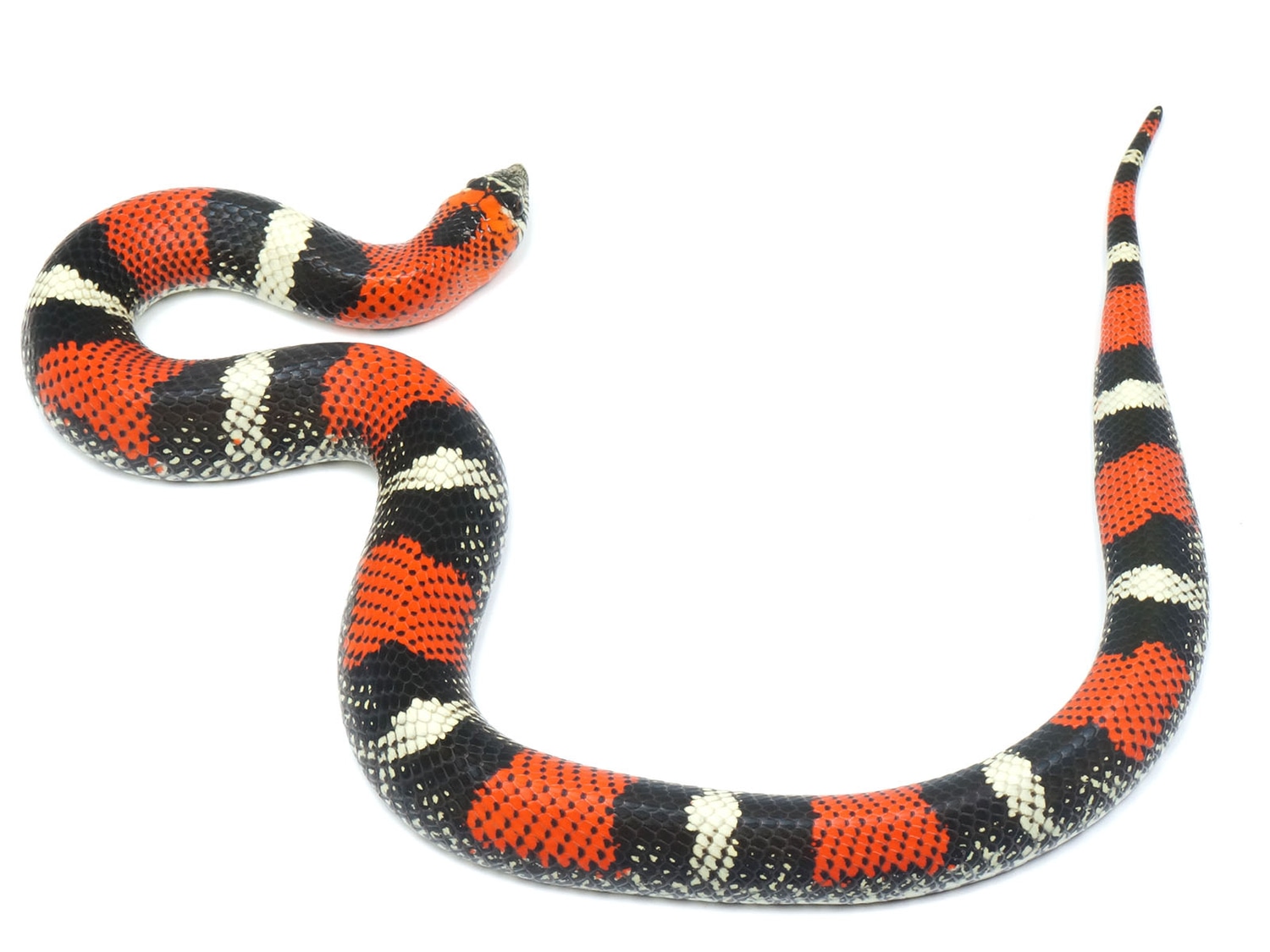 Snake Tri-color Hognose by New England Reptile Distributors - MorphMarket