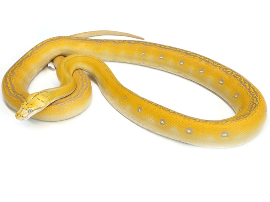 Citrus Purple Golden Albino Child Possible Tiger Reticulated Python by NERD