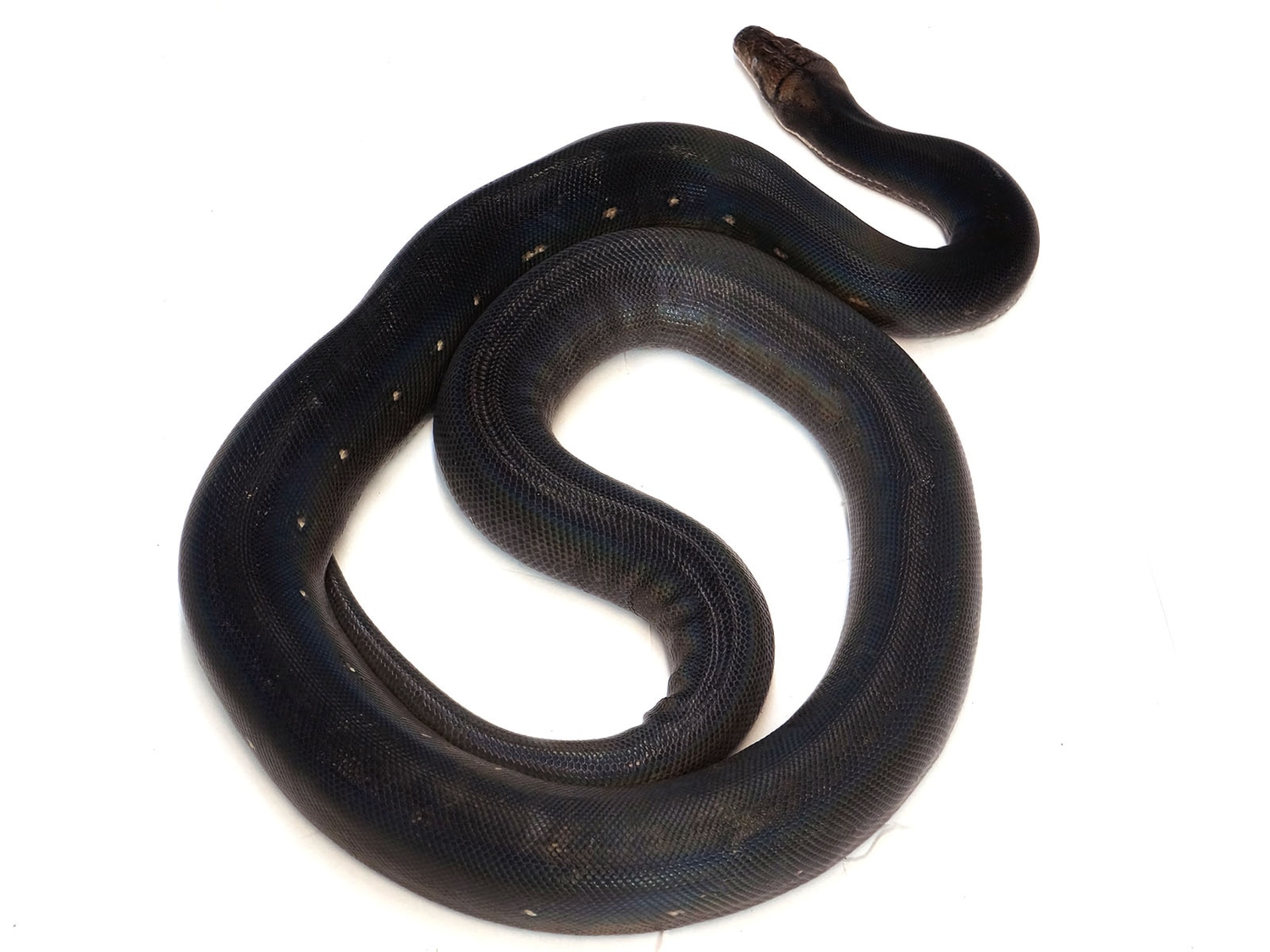 Golden Child Granite Back Reticulated Python by New England Reptile ...