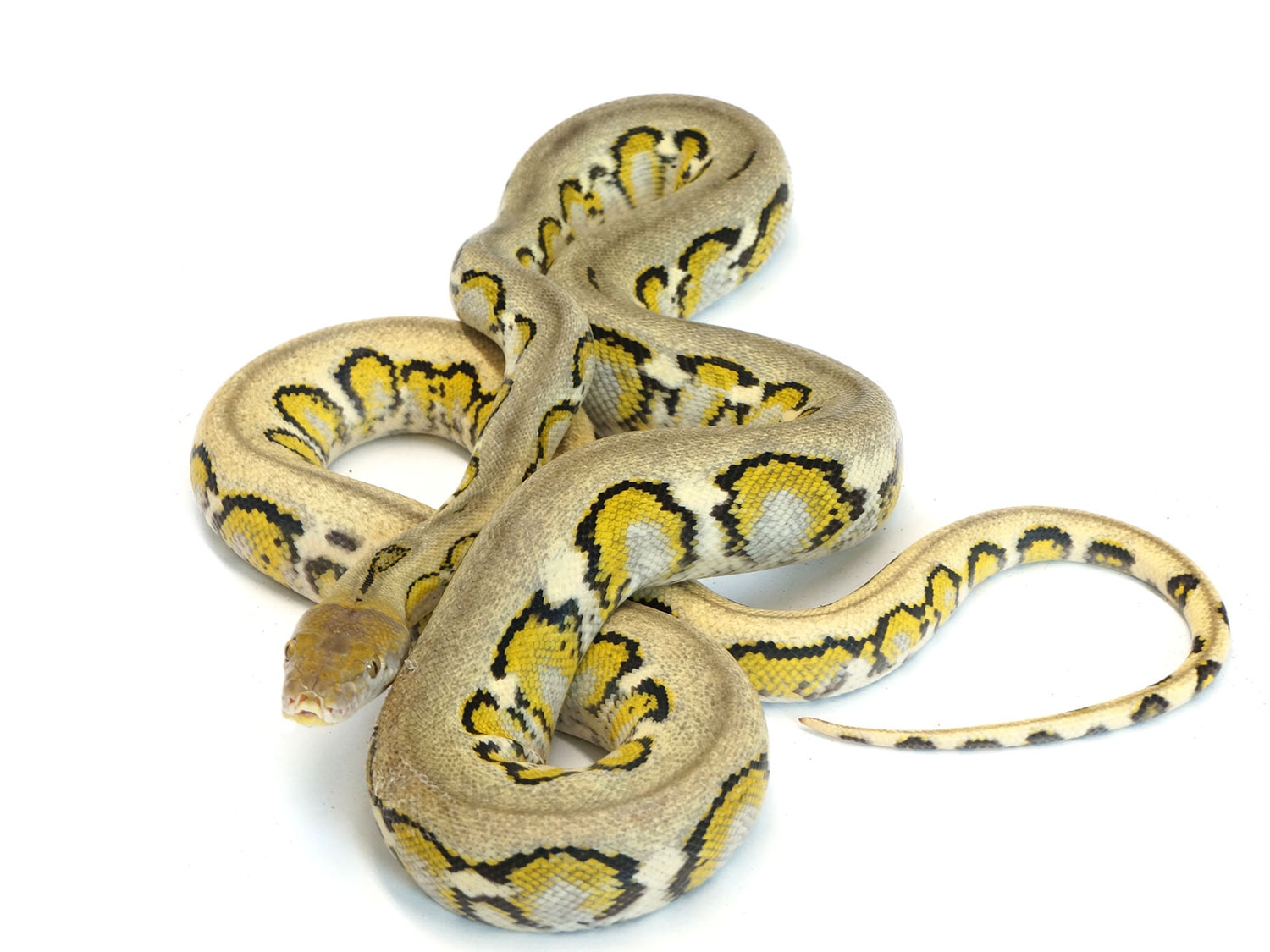 Platinum Jaguar Reticulated Python by New England Reptile Distributors ...