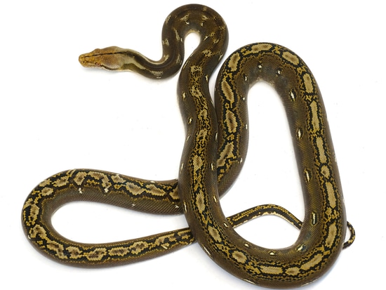 Phantom Calico Reticulated Python by NERD