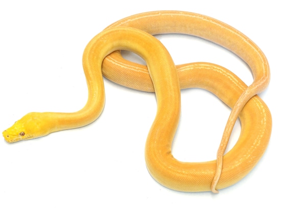 Golden Child Citrus Tiger Reticulated Python by NERD