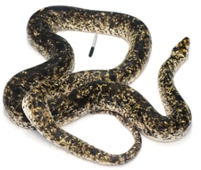 Golden Child Cow - From The 1st Ever Cow Litter Reticulated Python by ...