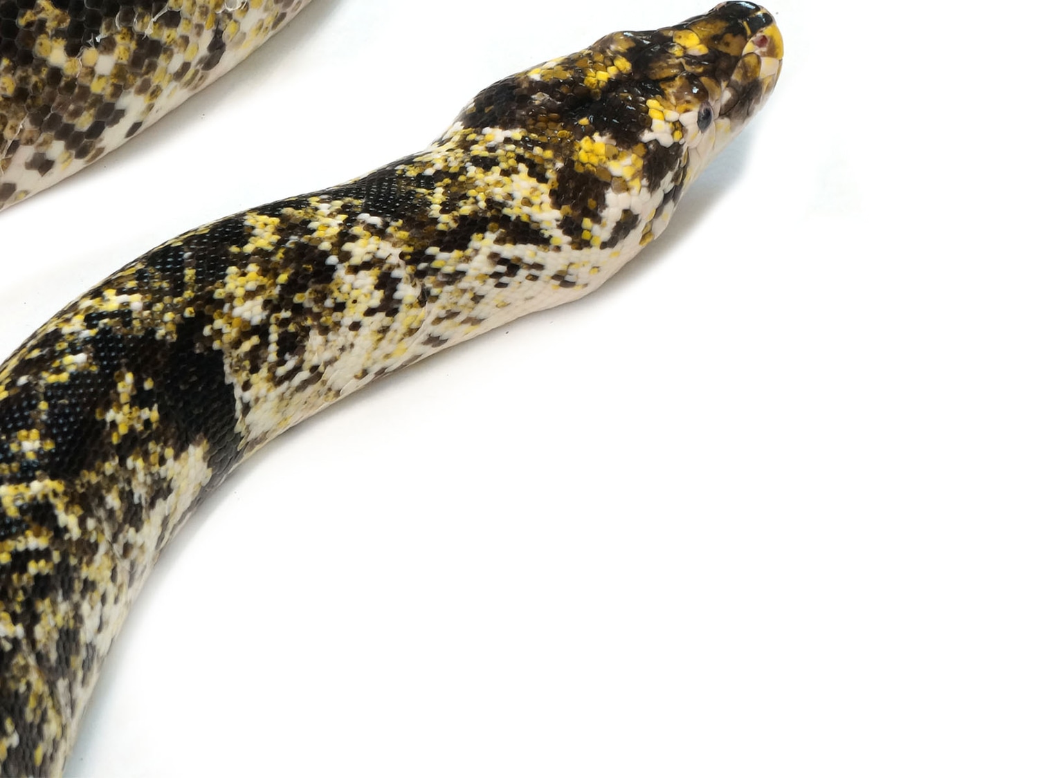 Golden Child Cow - From The 1st Ever Cow Litter Reticulated Python by ...