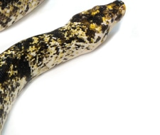 Golden Child Cow - From The 1st Ever Cow Litter Reticulated Python by ...