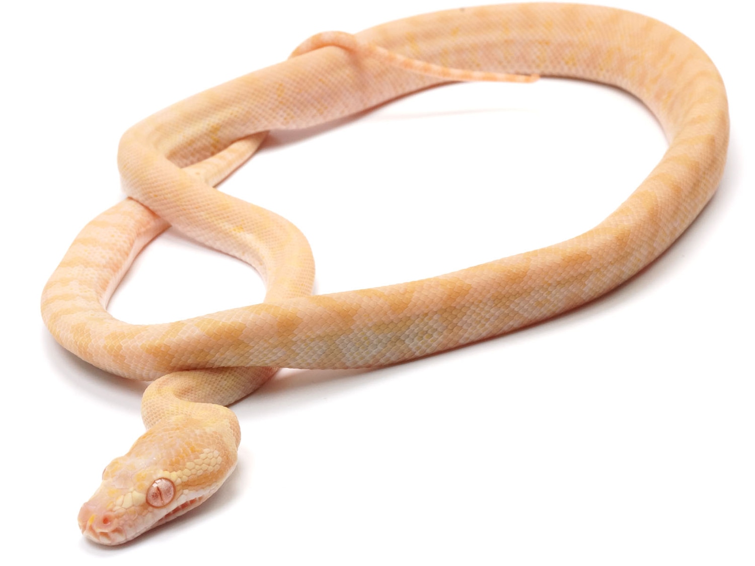 Pure Albino Carpet Python Darwin Carpet Python by New England Reptile ...