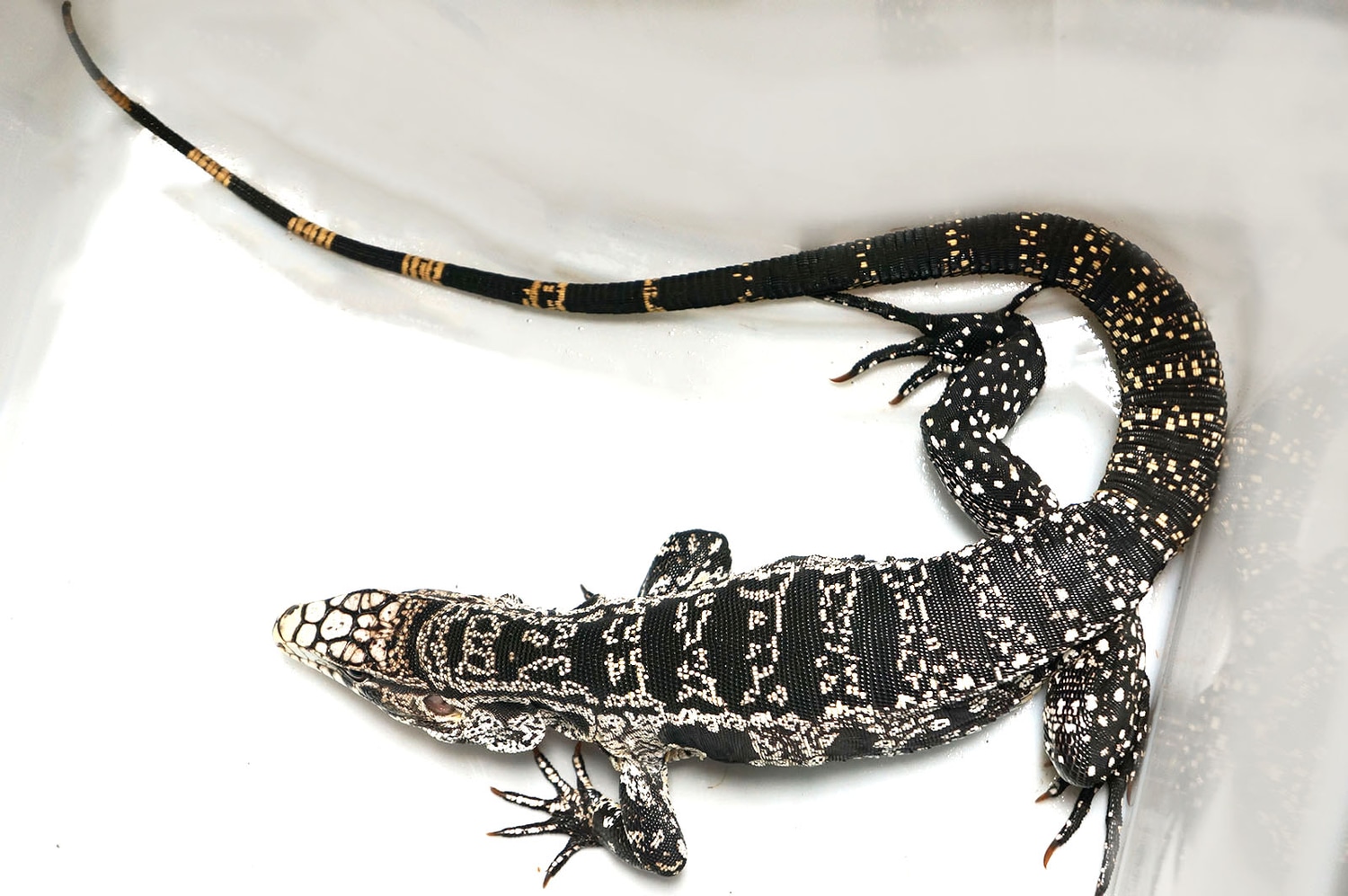 Black And White Argentine Tegu Argentine Tegus by New England Reptile ...
