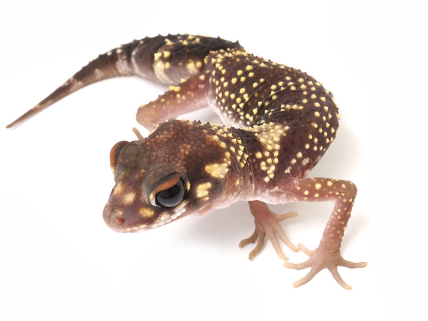 Australian Barking Gecko More Gecko by New England Reptile Distributors ...