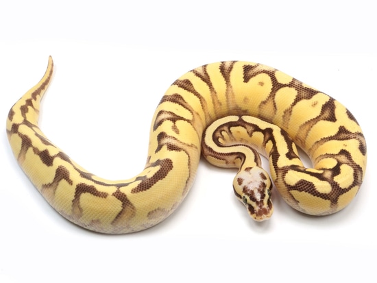 Super Pastel Enchi Bald Fader Yellowbelly Lucifer Ball Python by New ...
