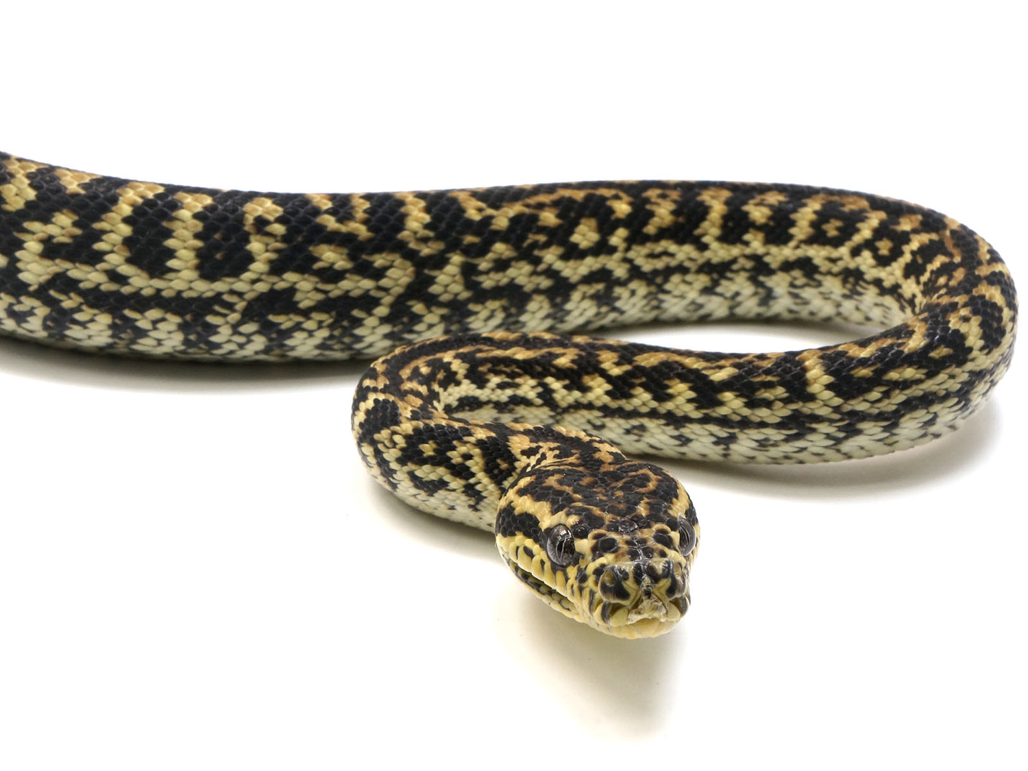 Zebra Jungle Carpet Python Other Carpet Python by New England Reptile ...