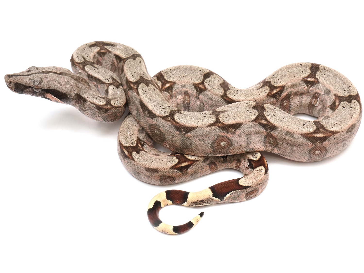 South Brazilian - Kerry King Stock Short-tailed Boa Constrictor by New ...