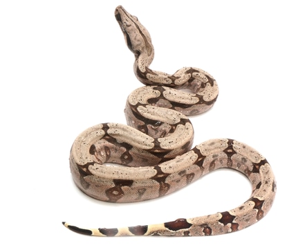 South Brazilian - Kerry King Stock Short-tailed Boa Constrictor by New ...