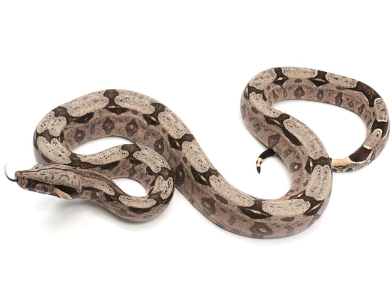 South Brazilian Boa Constrictor Amarali - Kerry King Stock Short-Tailed ...