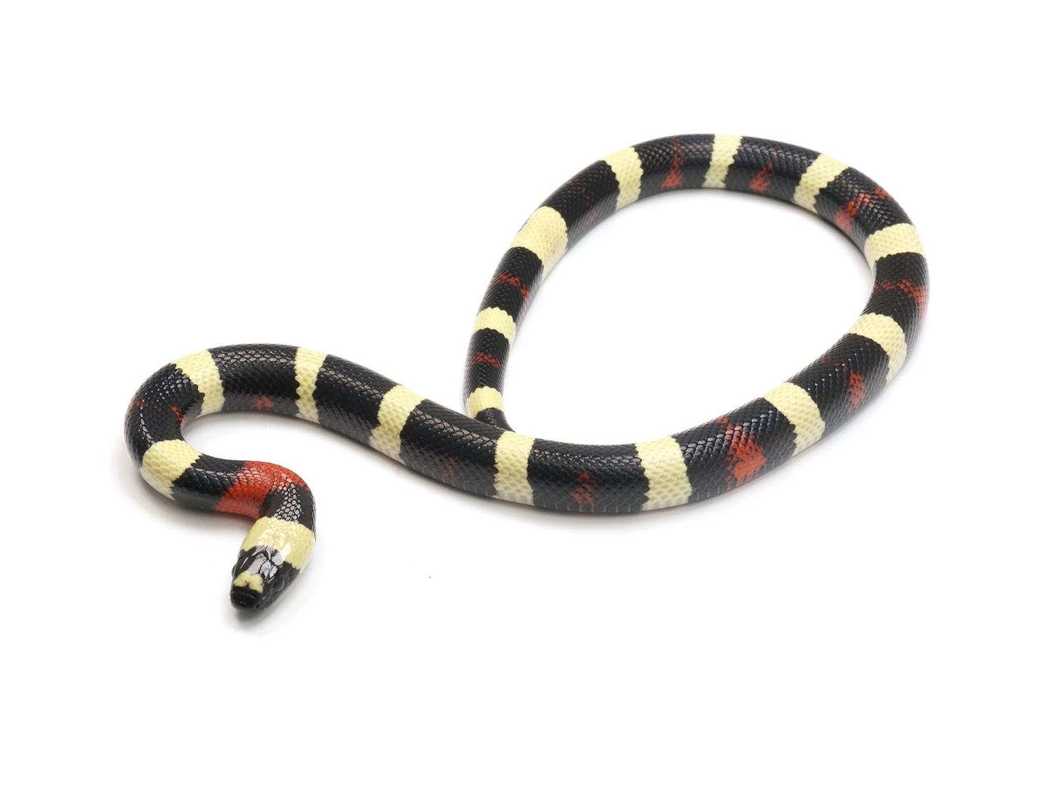 Apricot Pueblan Milk Snake by New England Reptile Distributors ...